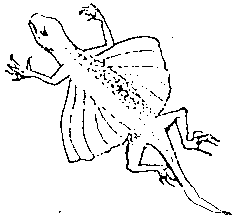 The Rhamphorhynchoid Pterosaur Scaphognathus crassirostris: A “Living ...