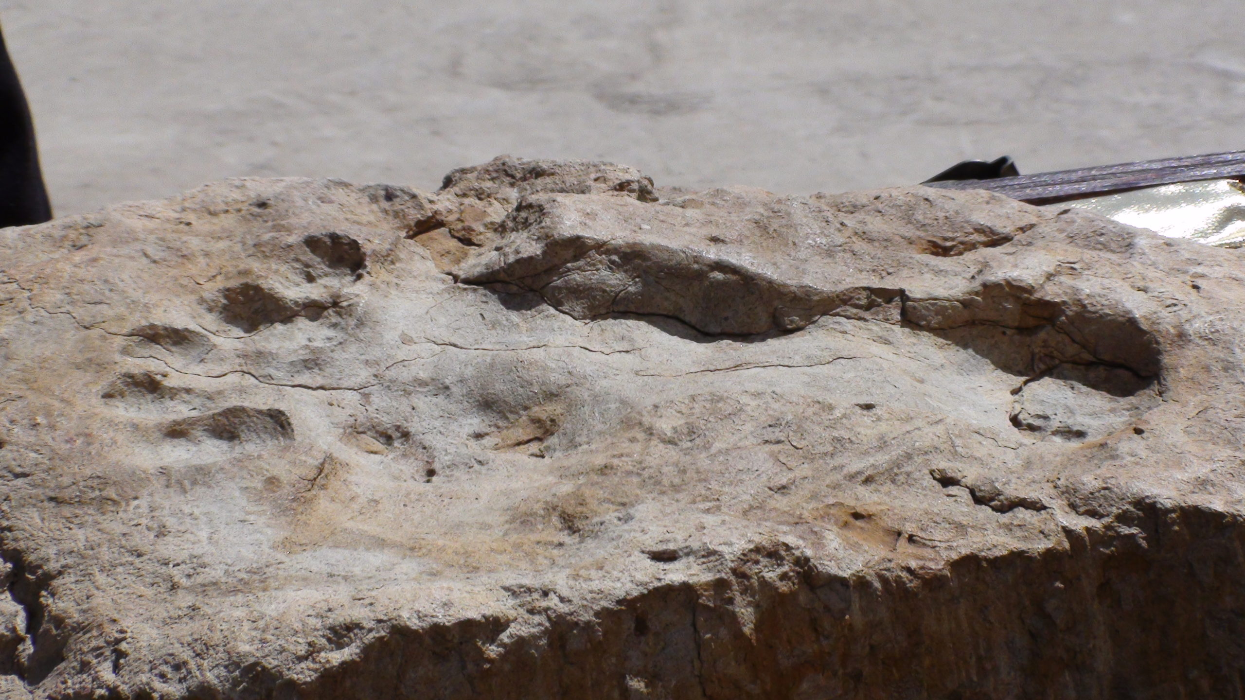 Revolution Against Evolution Fourth Edition 2020 – REVOLUTION AGAINST ...